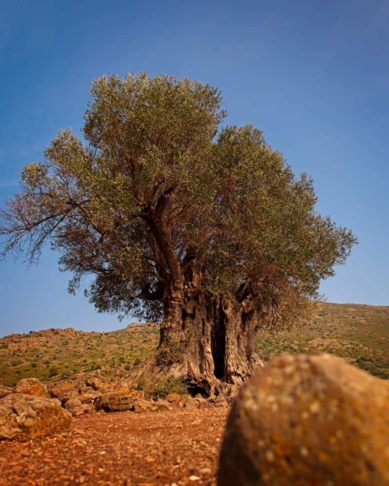 Aegina Island Guide - Greece Travel Guide